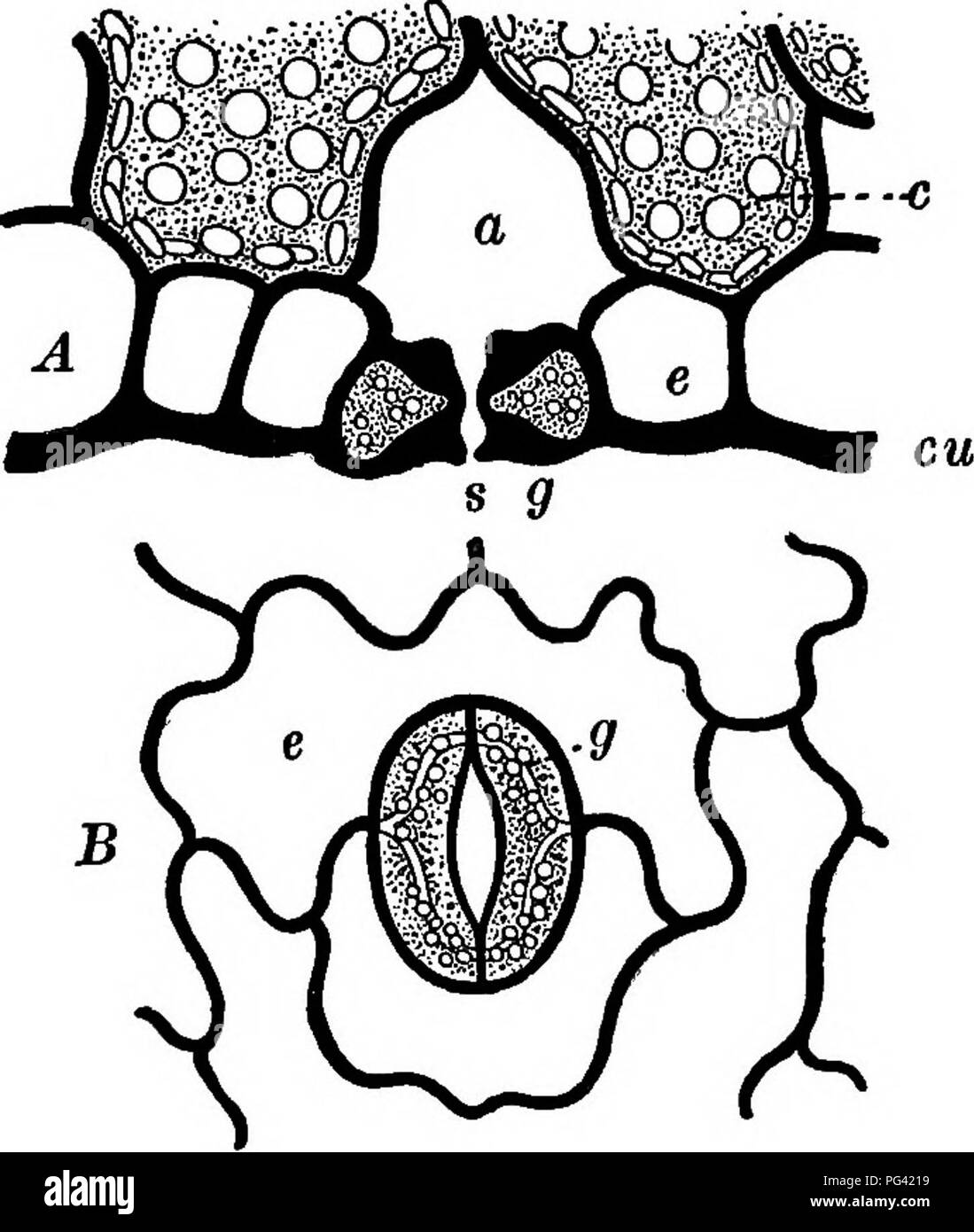 Palisade cells hi-res stock photography and images - Alamy