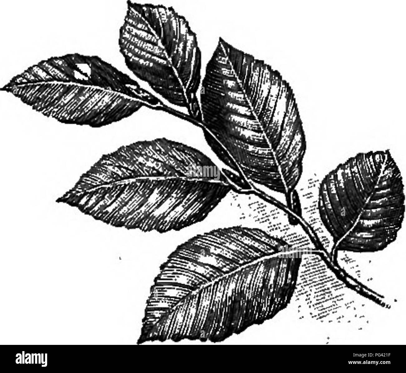 An introductory work on botany, covering essential plant biology ...