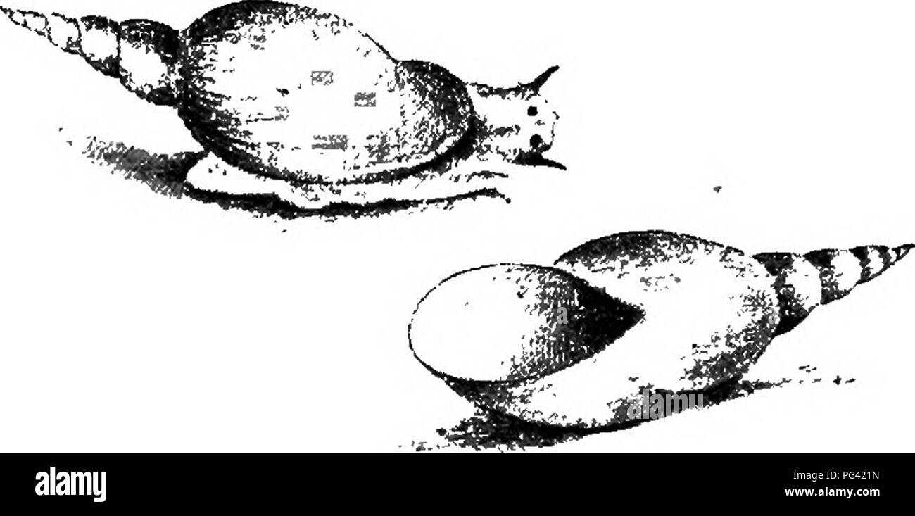 Univalves hi-res stock photography and images - Alamy