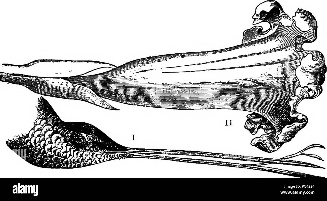 This work examines fundamental concepts in botany, including plant ...