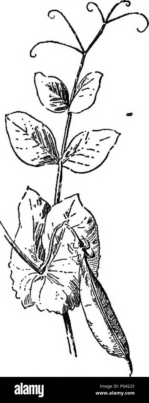 This botanical illustration showcases the pinnately compound leaf of ...