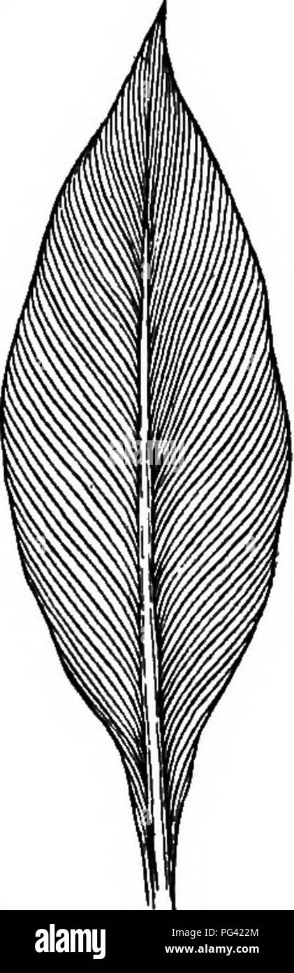 This figure illustrates the parallel-veined leaf of Solomon's Seal ...