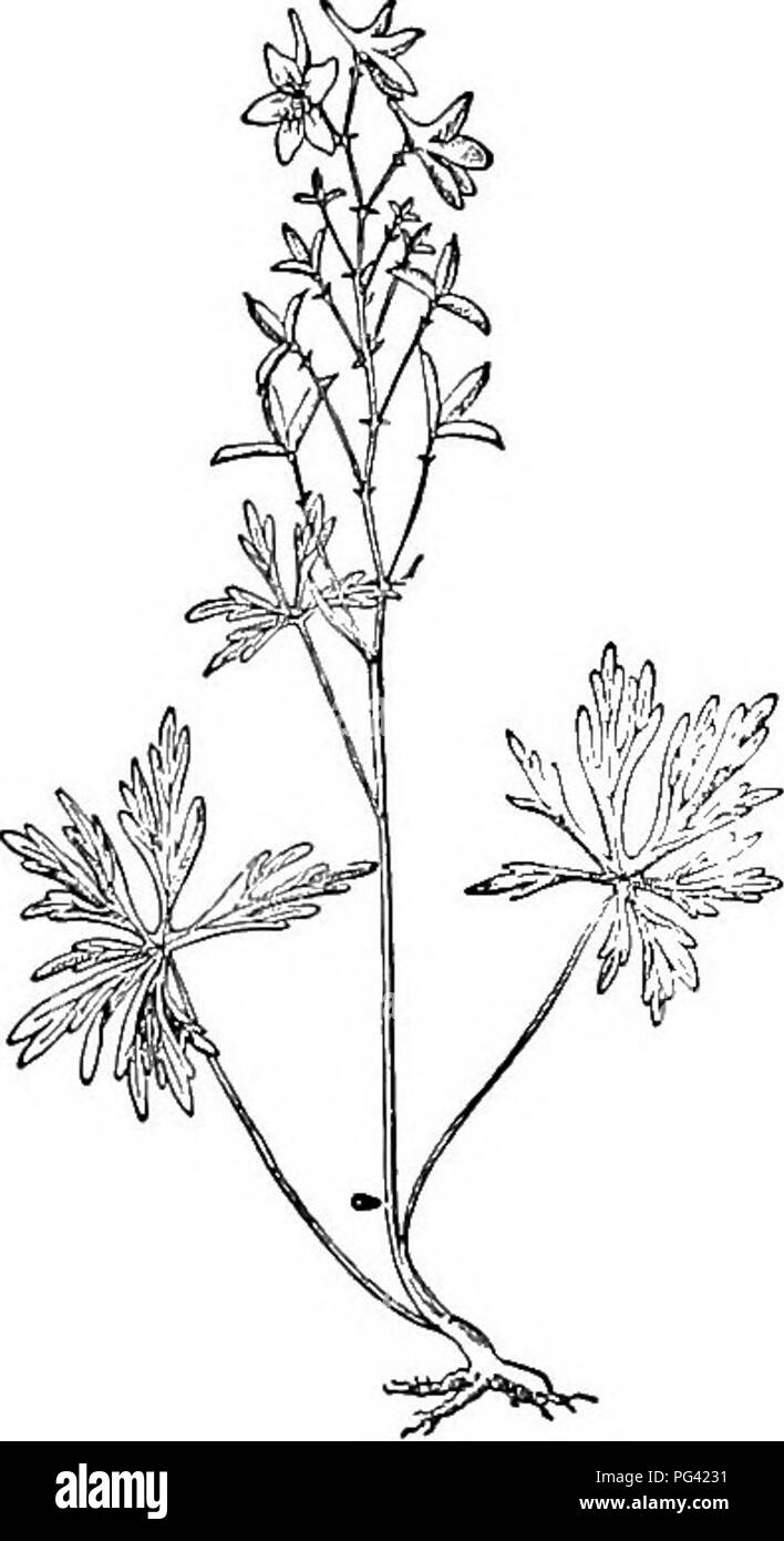 Stinkweed Leaves