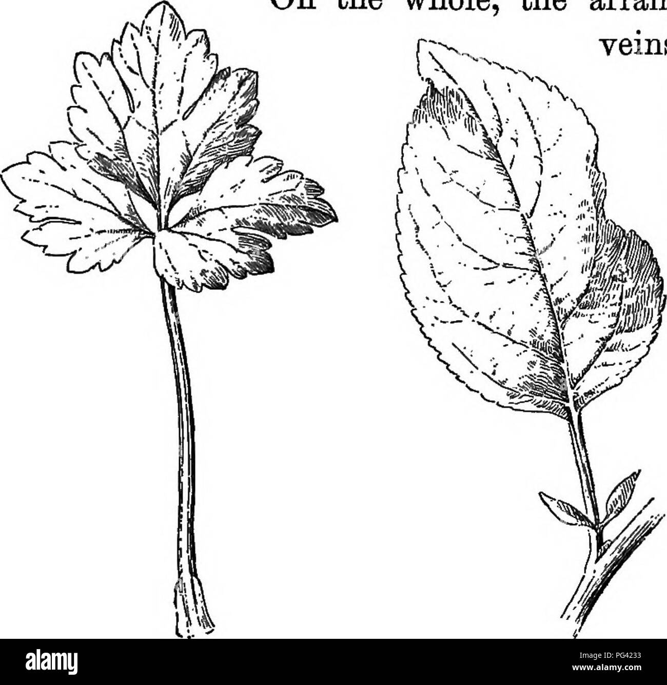 This foundational botany text offers a basic introduction to plant ...