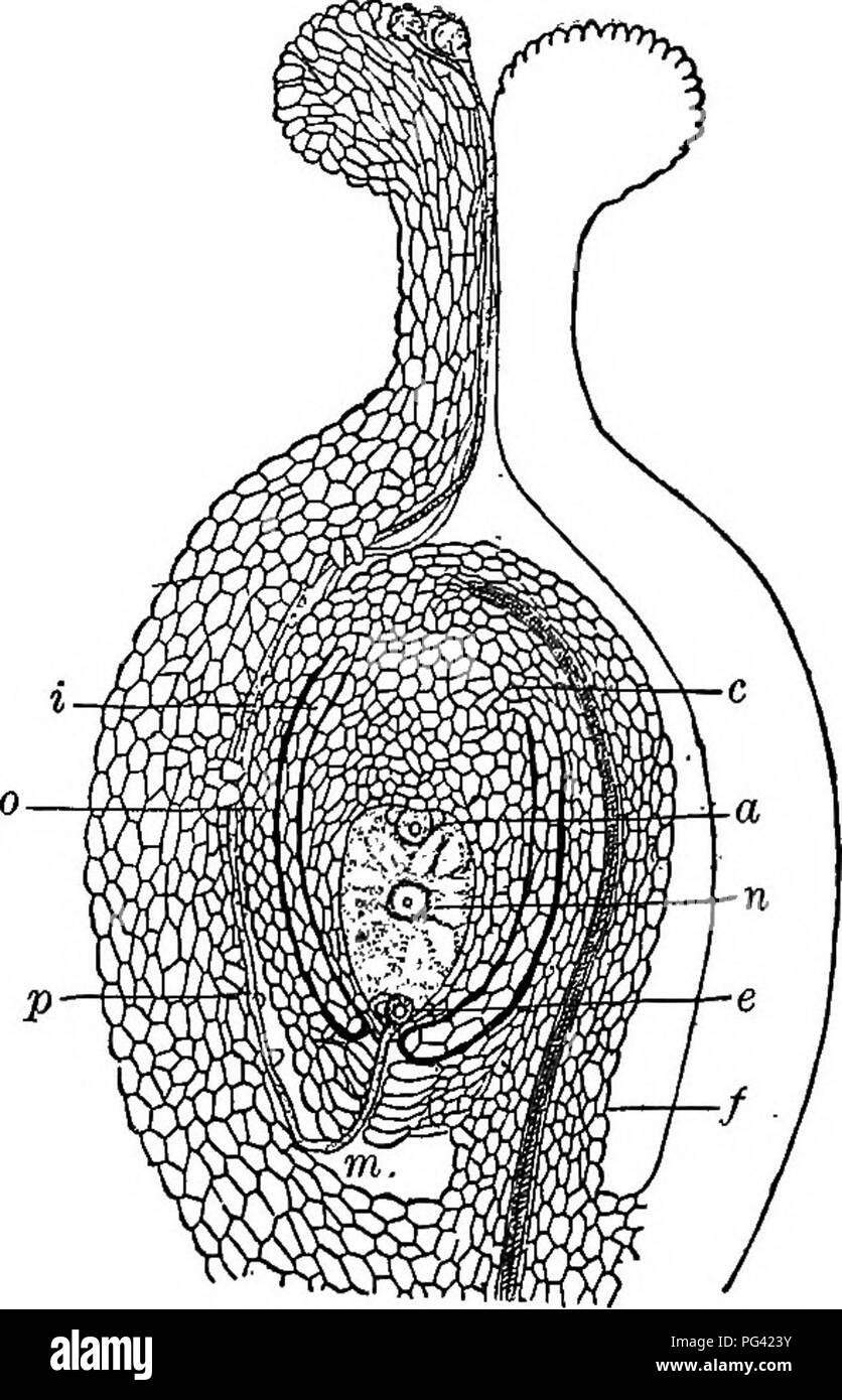 Fertilization ovule plant hi-res stock photography and images - Alamy