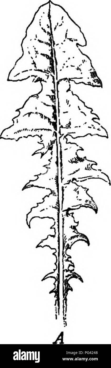 Peltate leaves hi-res stock photography and images - Alamy