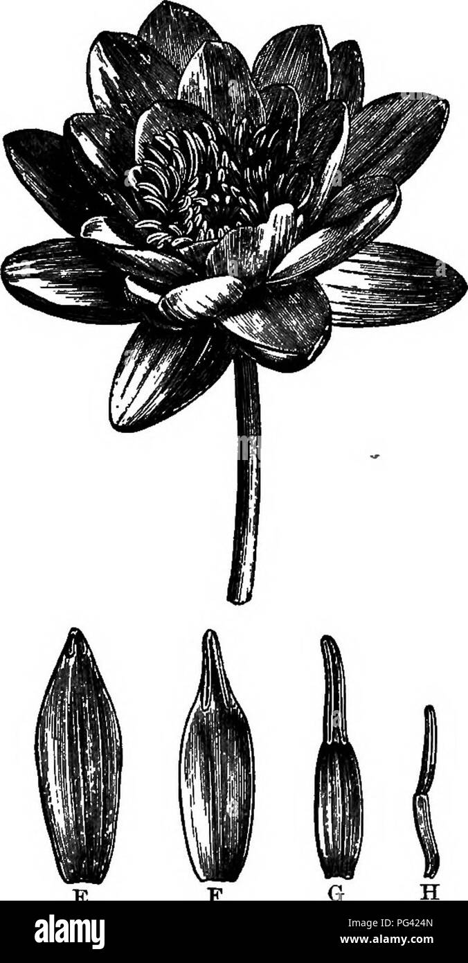 . Elements of botany. Botany; Botany. CHAPTEE XVII. True Nature of ...