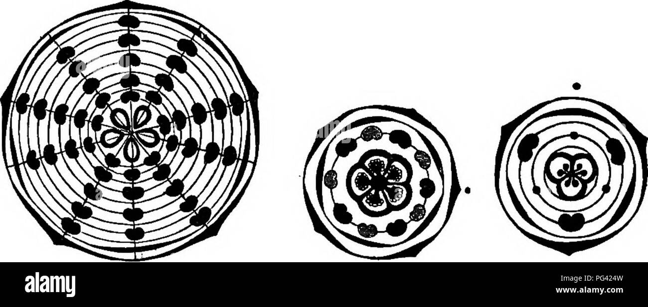 Flower cross section diagram hi-res stock photography and images - Alamy