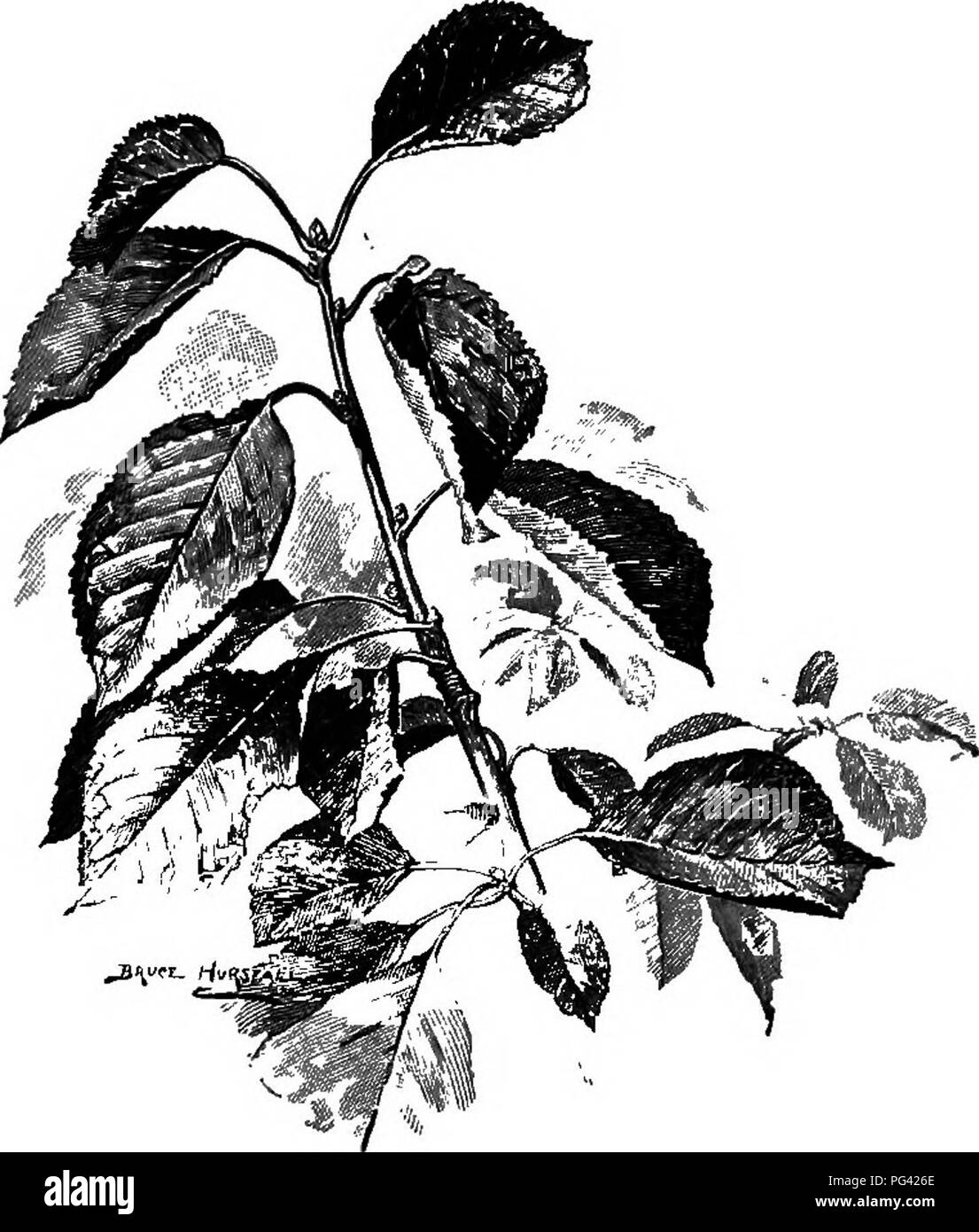 . Foundations of botany. Botany; Botany. 122 FOUNDATIONS OF BOTANY The ...