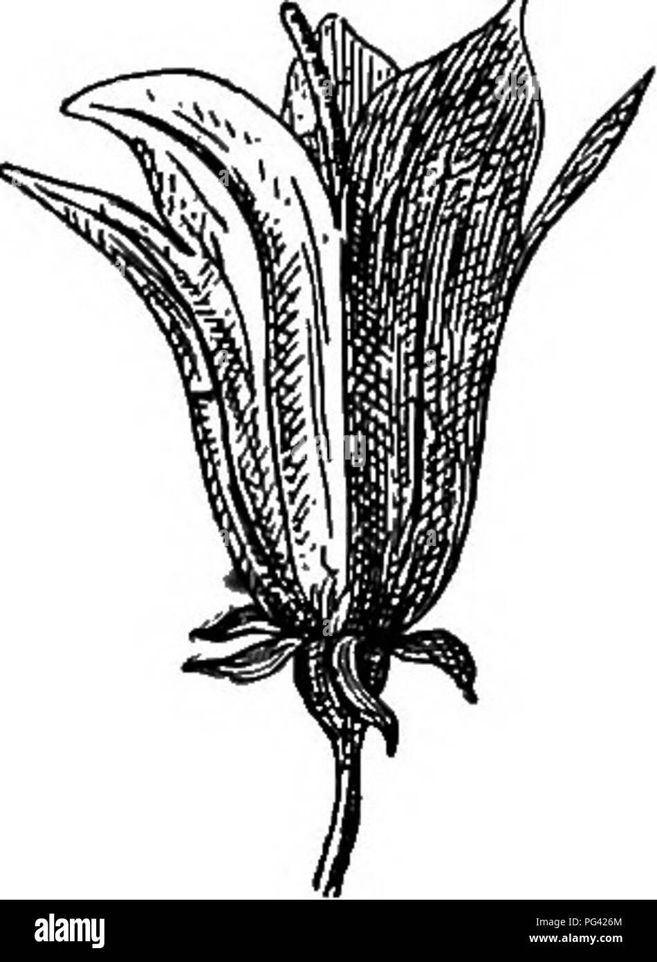 Bell shaped corolla Black and White Stock Photos & Images - Alamy