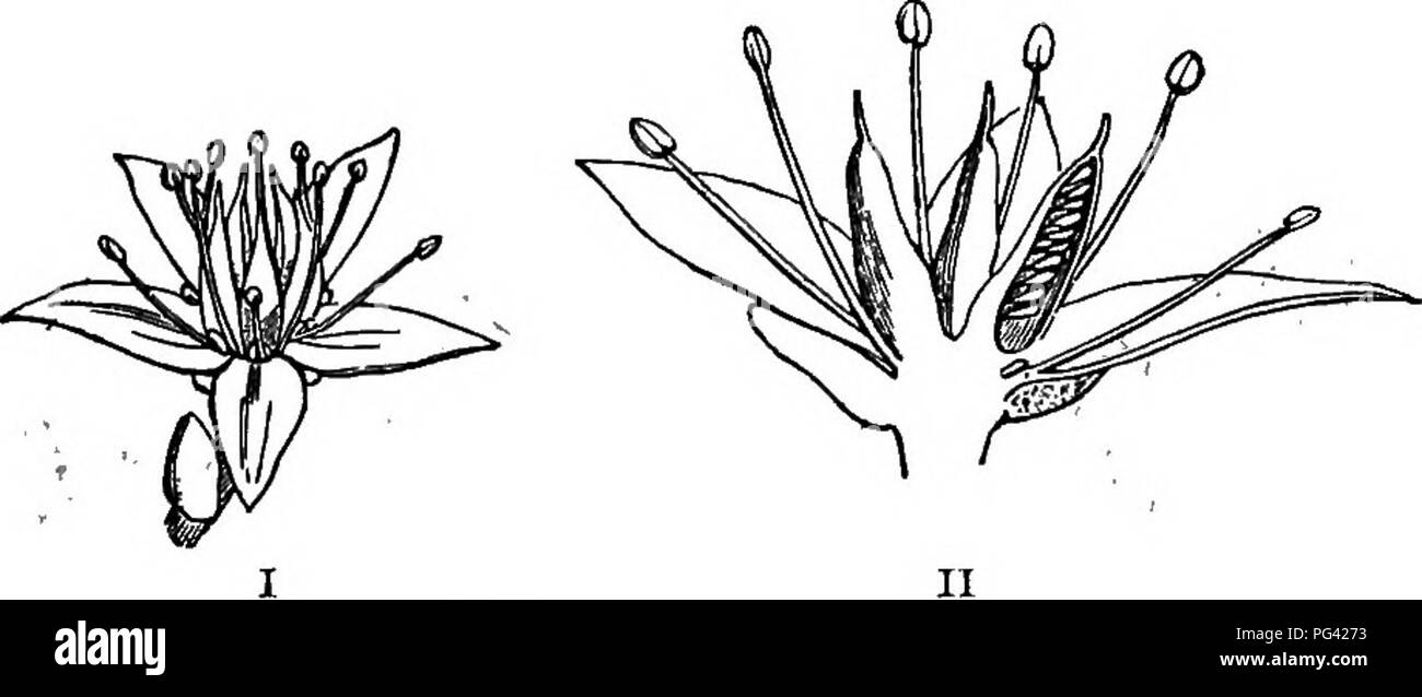 This work provides an overview of key concepts in botany, focusing on ...