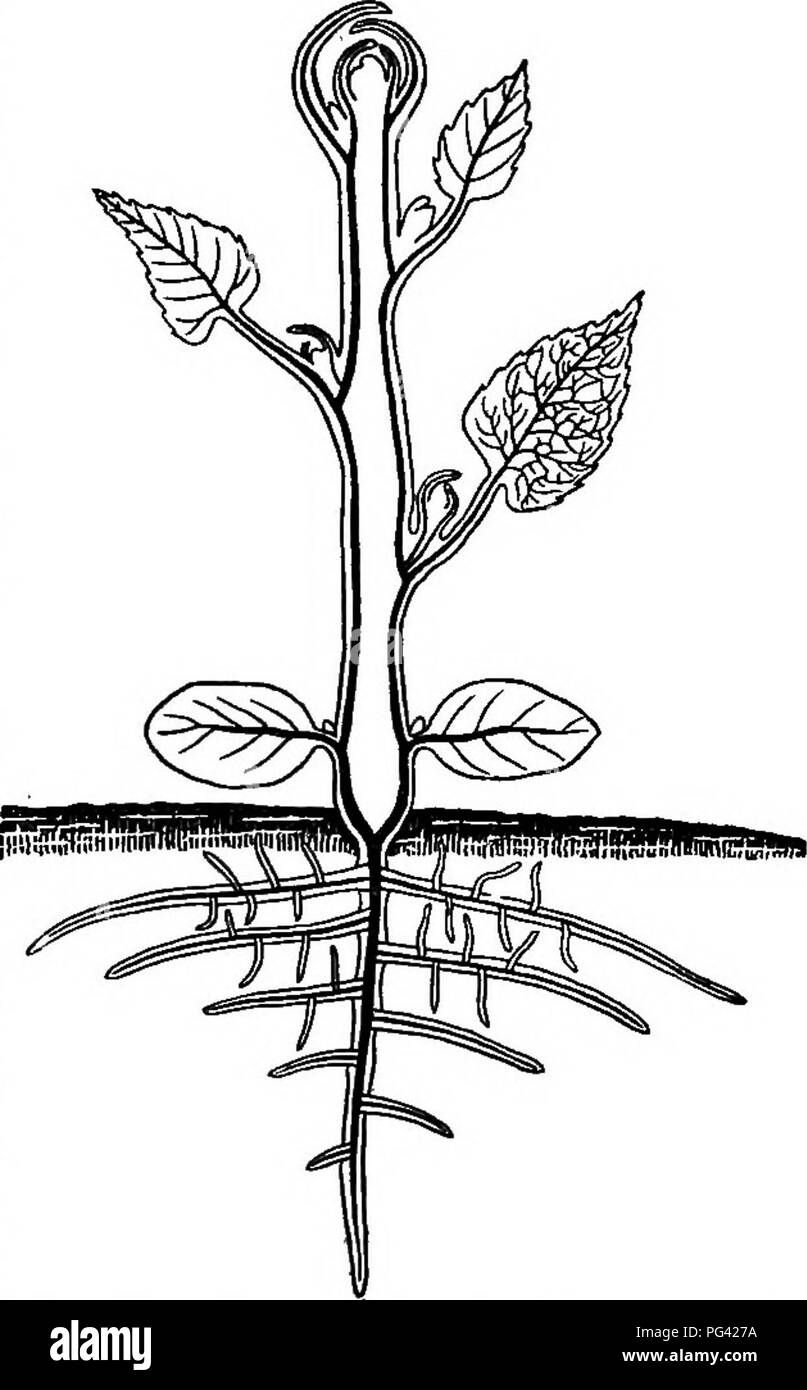 This foundational text provides a comprehensive introduction to botany ...