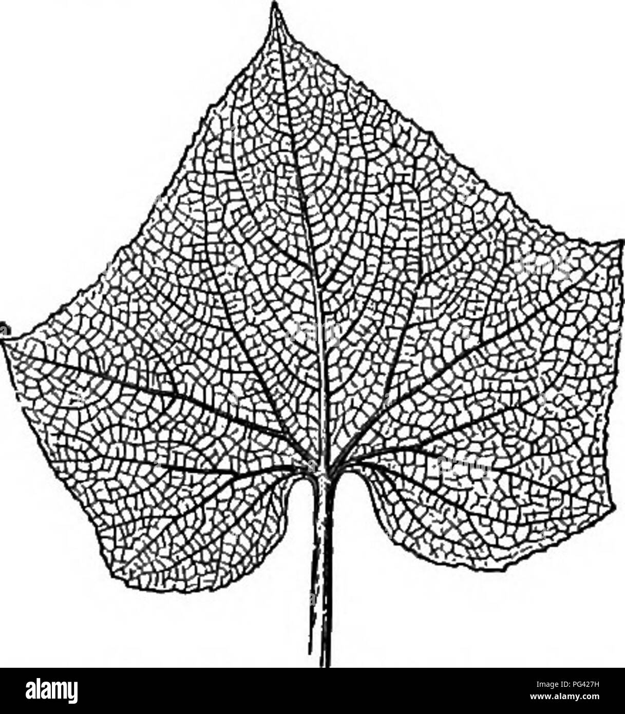 . Essentials of botany. Botany; Botany. LEAVES 99. Fig. 60. Netted ...