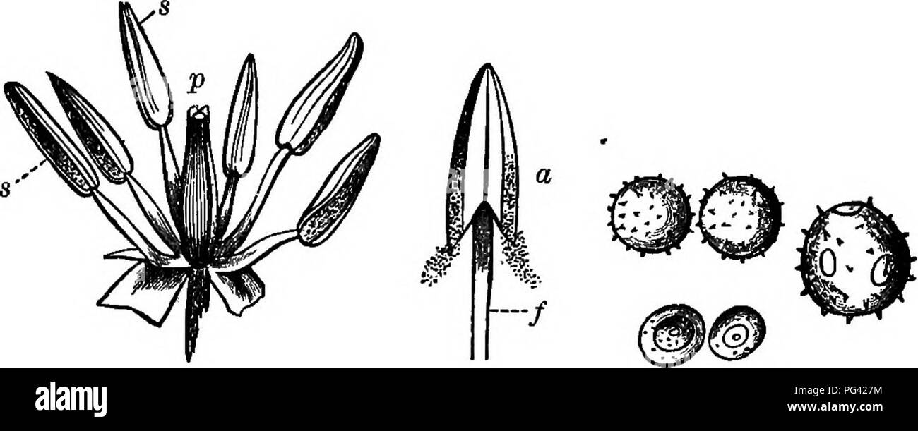 . Elements of botany. Botany; Botany. STKUCTUBB OF THE FLOWEK AND ITS ...