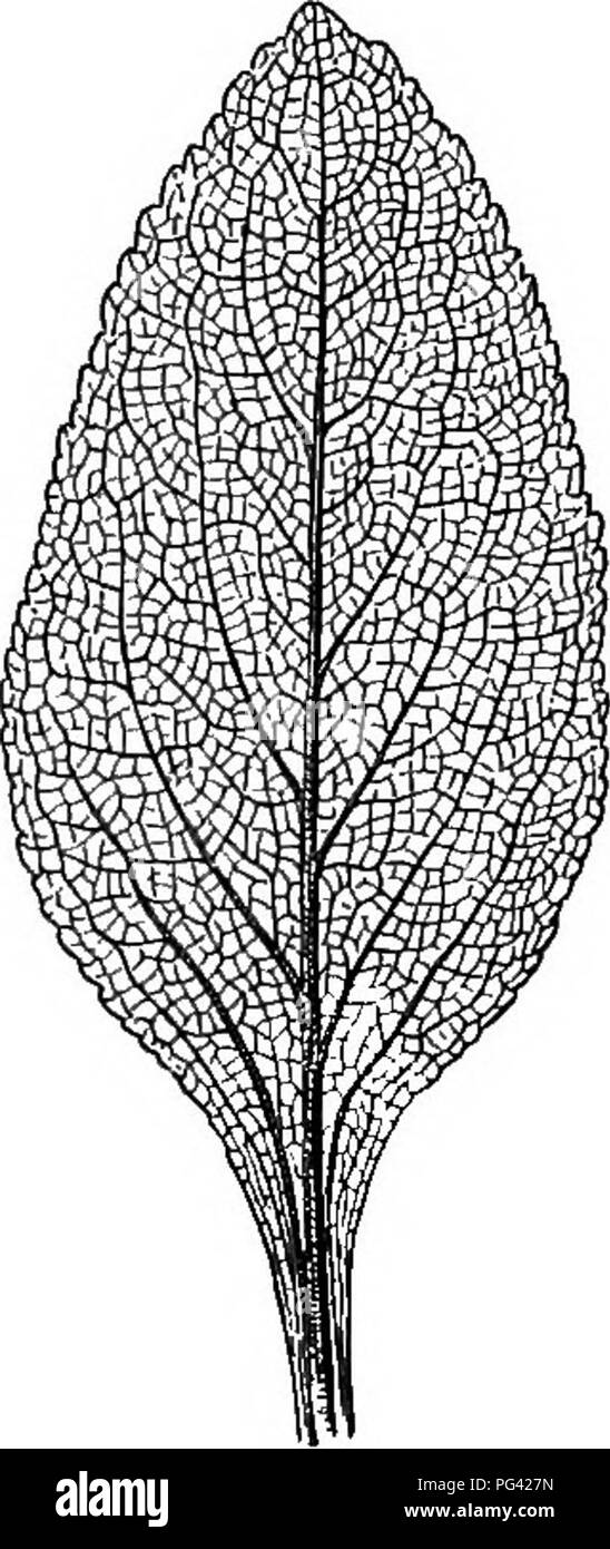 This image is from a botany textbook, highlighting essential concepts ...