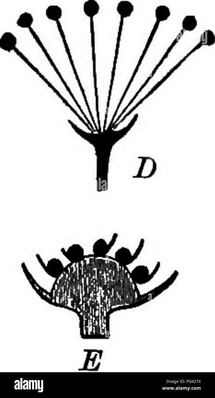 . Elements of botany. Botany; Botany. %, ^ / V / / "'. Fig. 113 ...