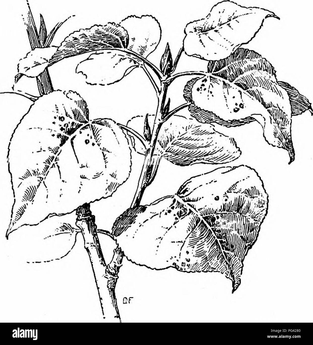 This image provides a guide for examining and sketching the leaves of ...