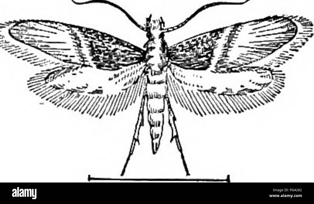 . Nature study and life. Nature study. INSECTS OF THE HOUSEHOLD 73 ...