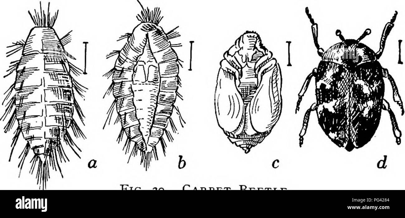This image shows a study of a larval beetle, which transforms into a ...