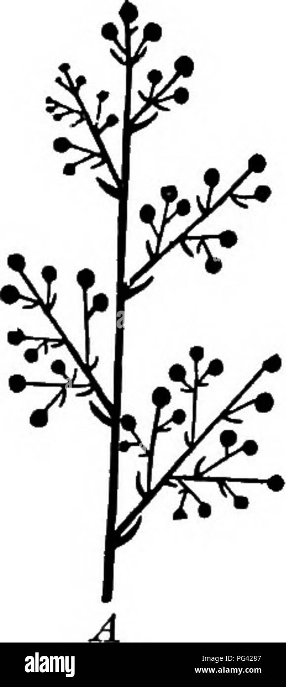 . Elements of botany. Botany; Botany. Pis. 111. — Panicle of Oat. Fig ...