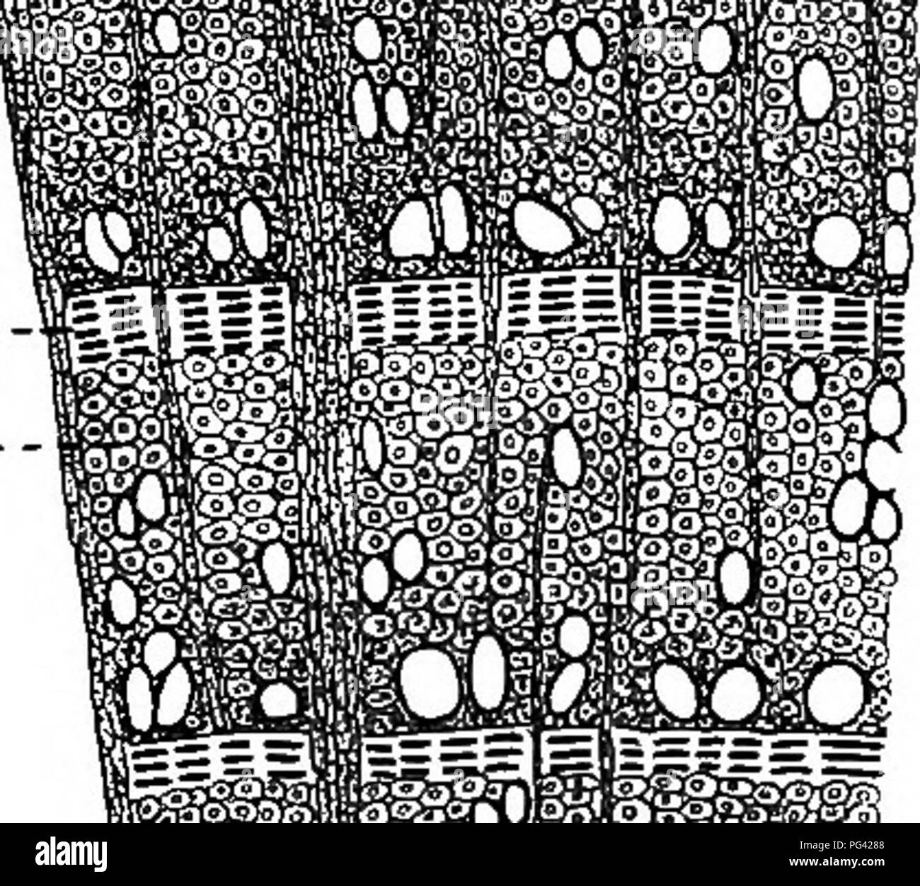 This work covers the foundational aspects of botany, including the ...