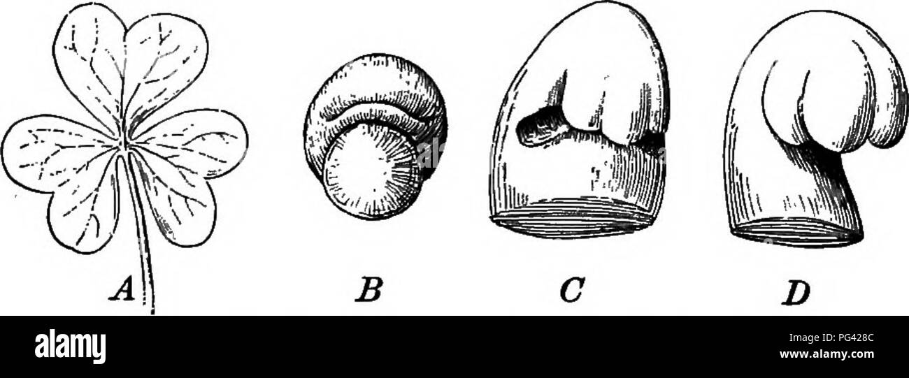 This textbook covers the topic of vernation in plants, explaining the ...