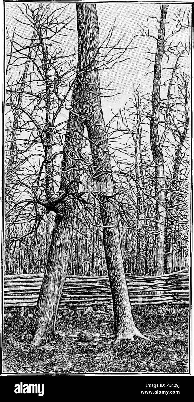 Two joined trees Black and White Stock Photos & Images - Alamy