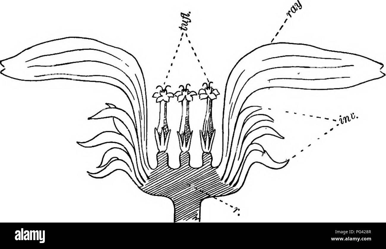Whole flowering plants Black and White Stock Photos & Images - Alamy