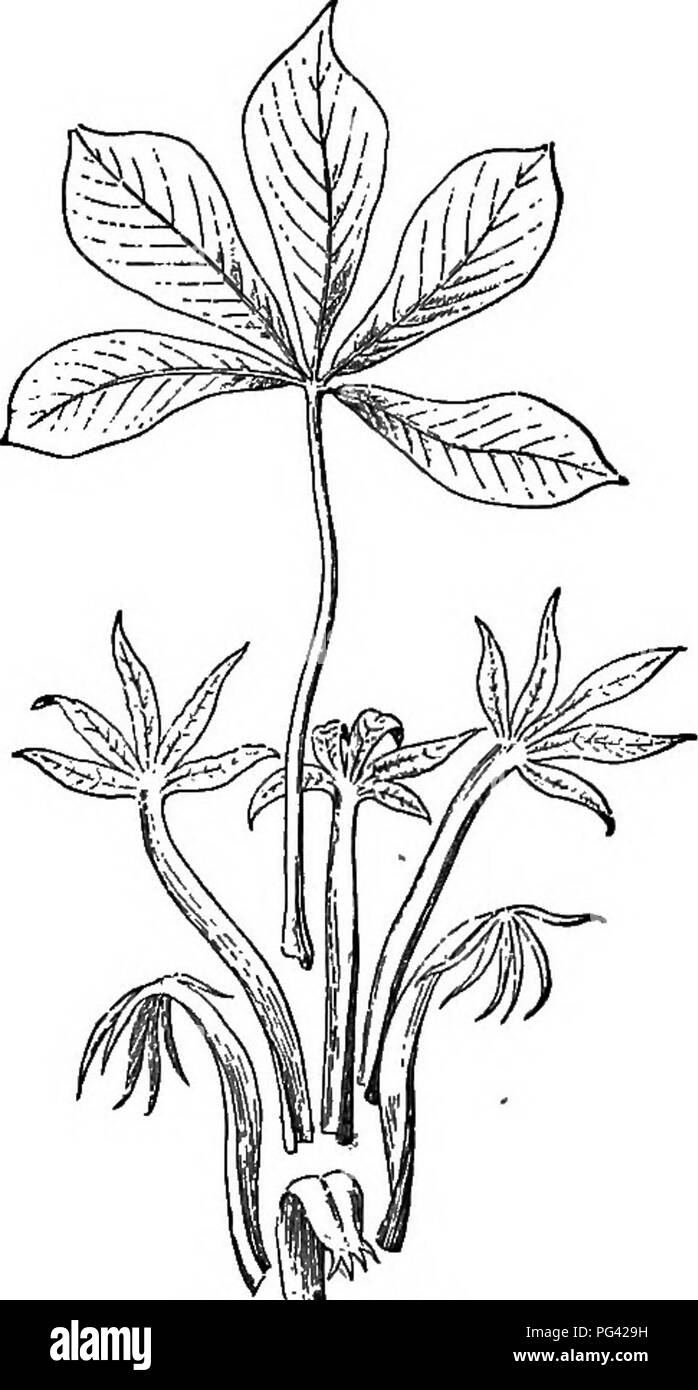 Woolly scales Black and White Stock Photos & Images - Alamy