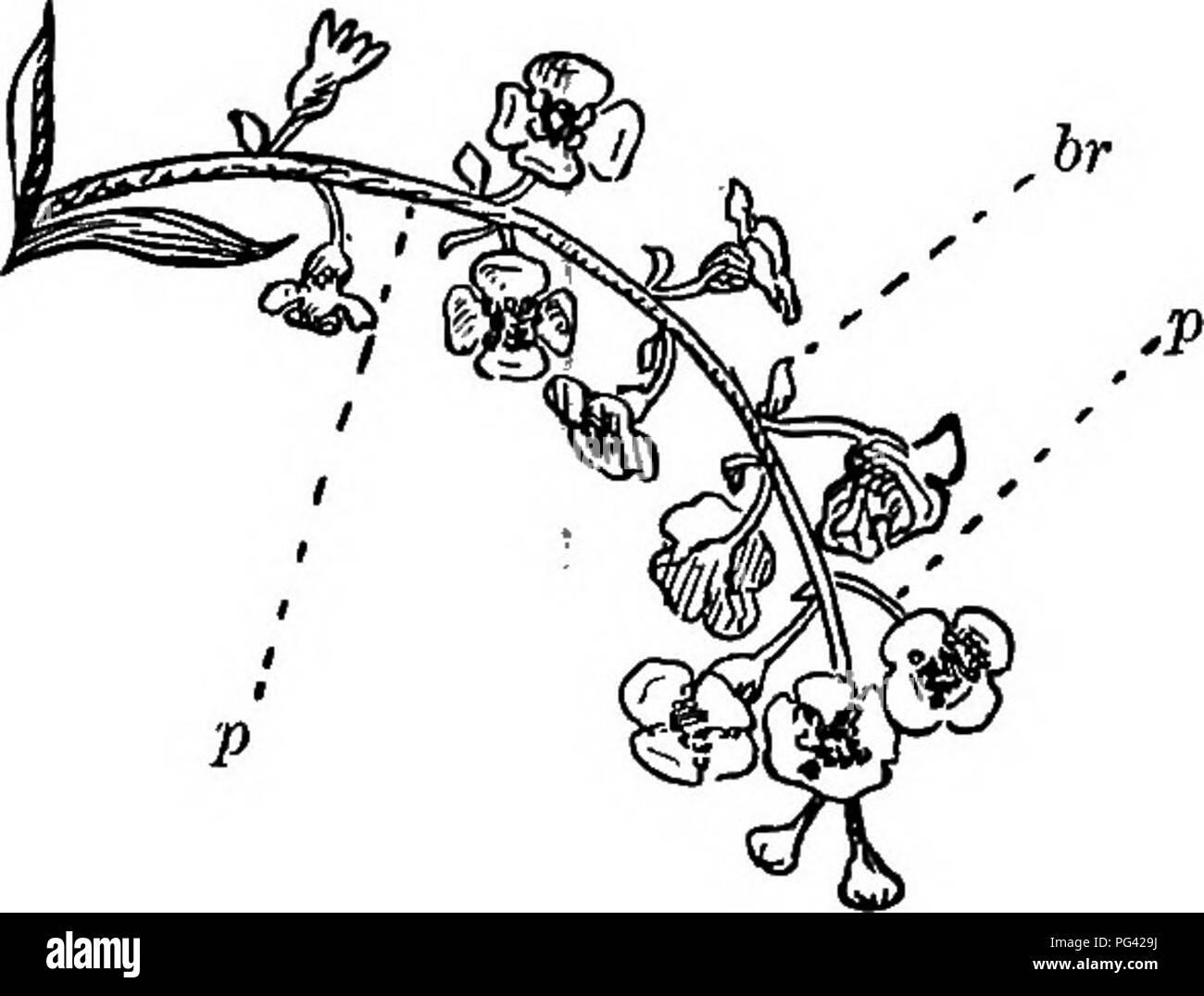 Indeterminate inflorescence Cut Out Stock Images & Pictures - Alamy