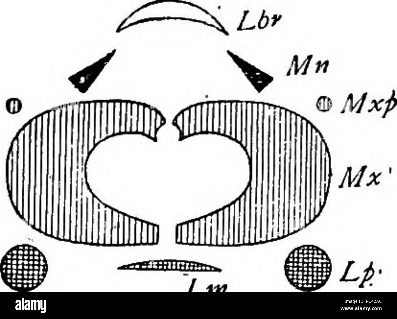 G moth Black and White Stock Photos & Images - Alamy
