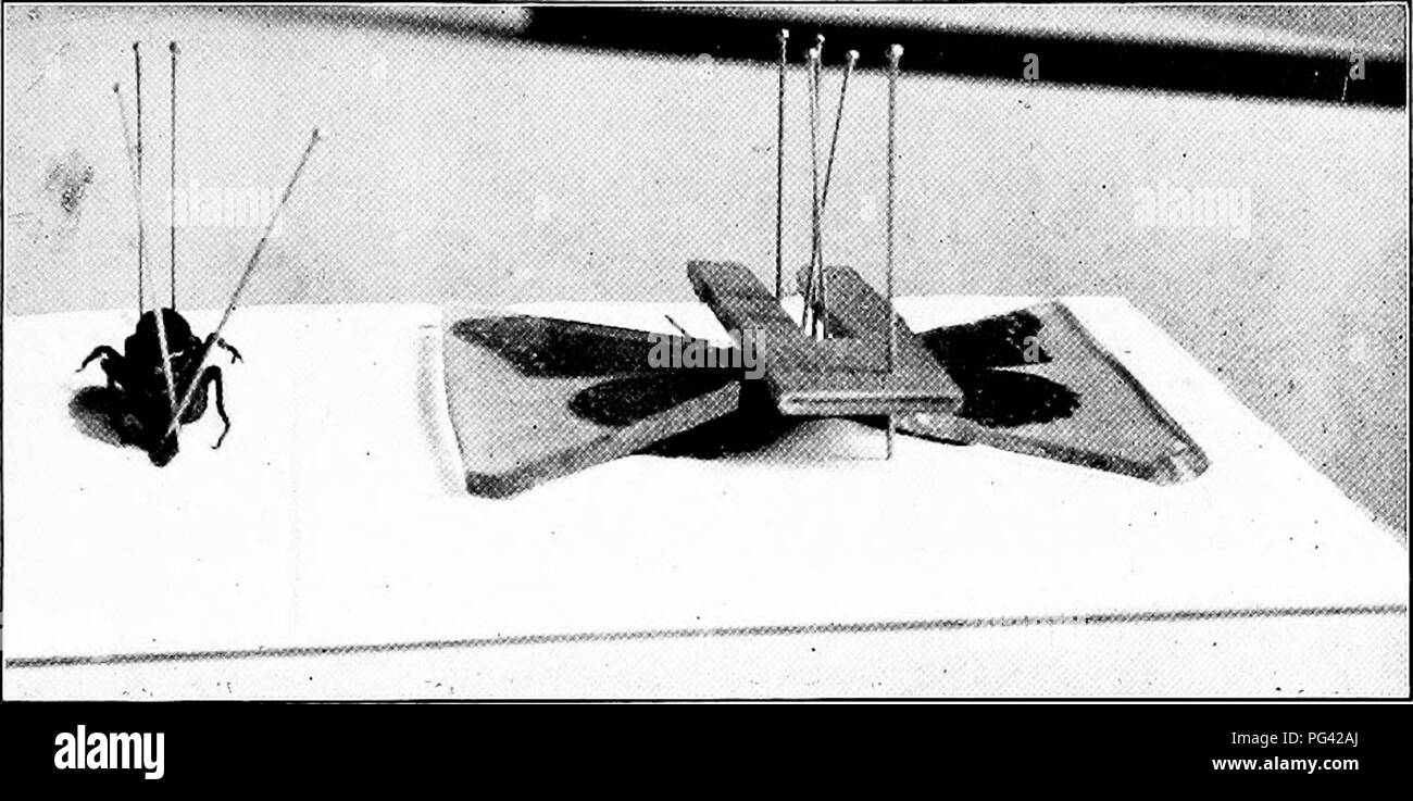 This educational guide on nature study offers practical tips for ...