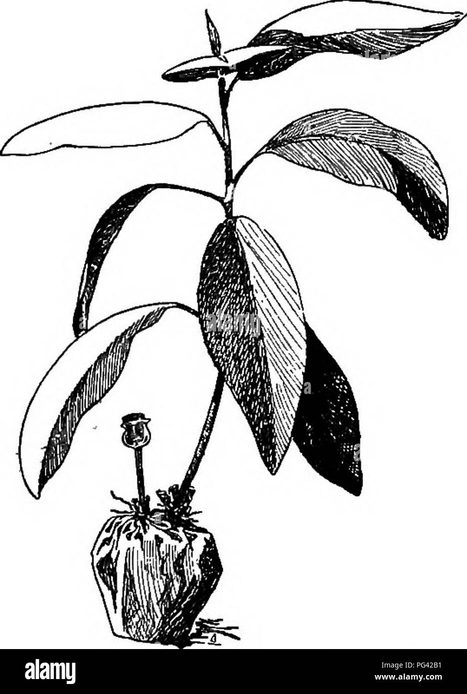 . Elements of botany. Botany; Botany. MINUTE STRUCTUKE OF LEAVES. 115 ...