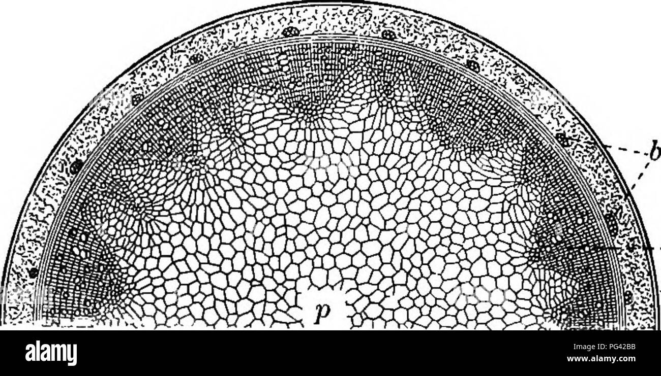 Cross Section Of Woody Dicot Stem