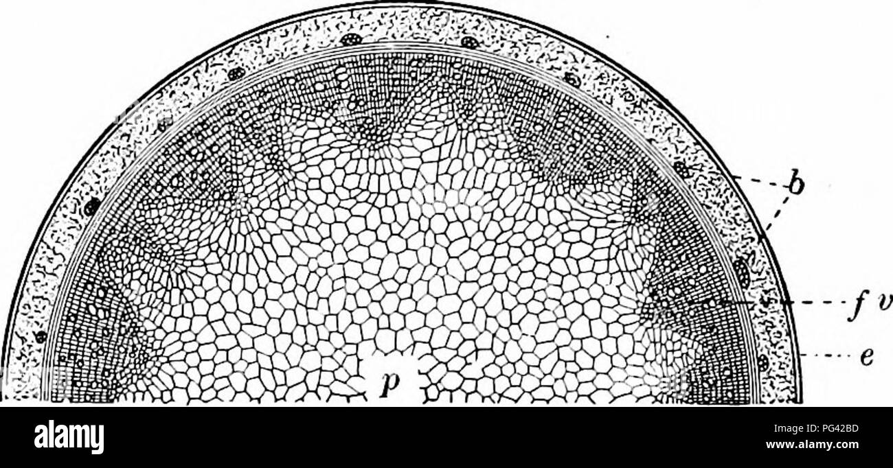 Woody stem cross section hi-res stock photography and images - Alamy