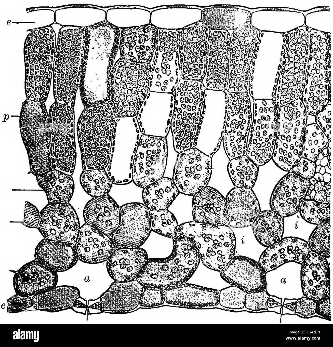 Palisade cell hi-res stock photography and images - Alamy