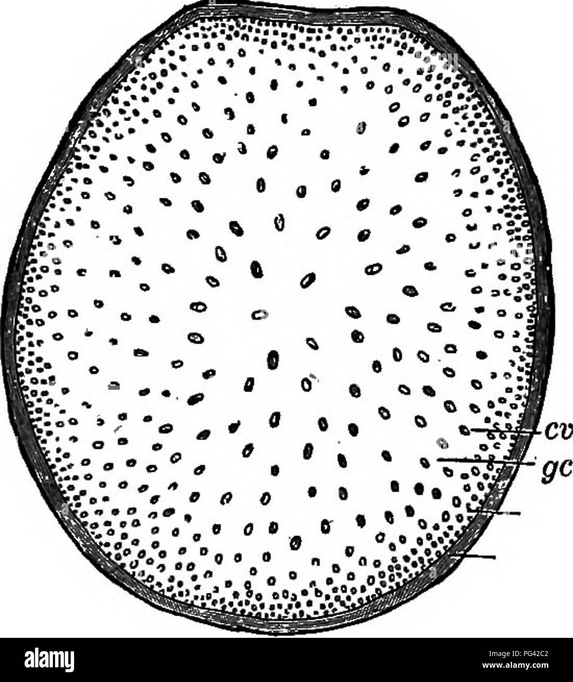 External Structure Of A Monocot Stem