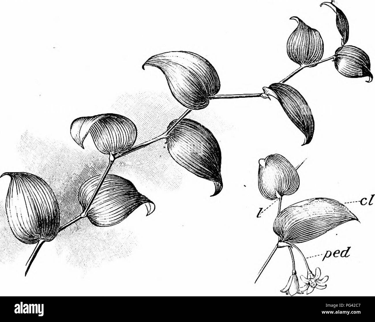 Grasses sedges Cut Out Stock Images & Pictures - Alamy