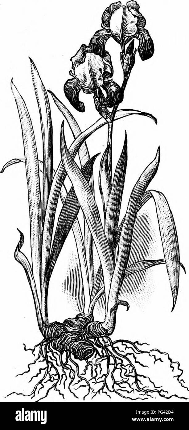 'Essentials of Botany' discusses various plant structures, including ...