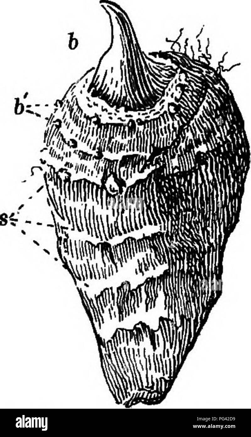 Scaly underground bulbs hi-res stock photography and images - Alamy