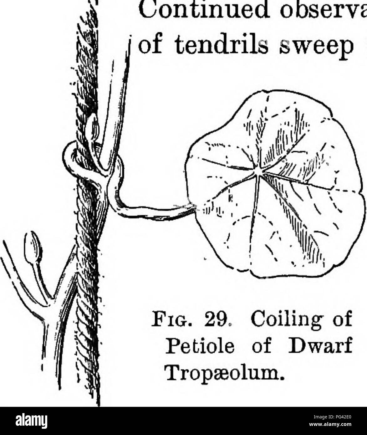 This text provides an overview of key botanical concepts, focusing on ...