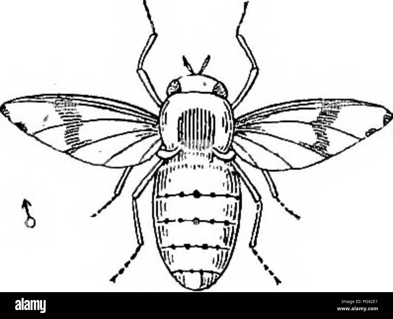 Bot eggs hi-res stock photography and images - Alamy