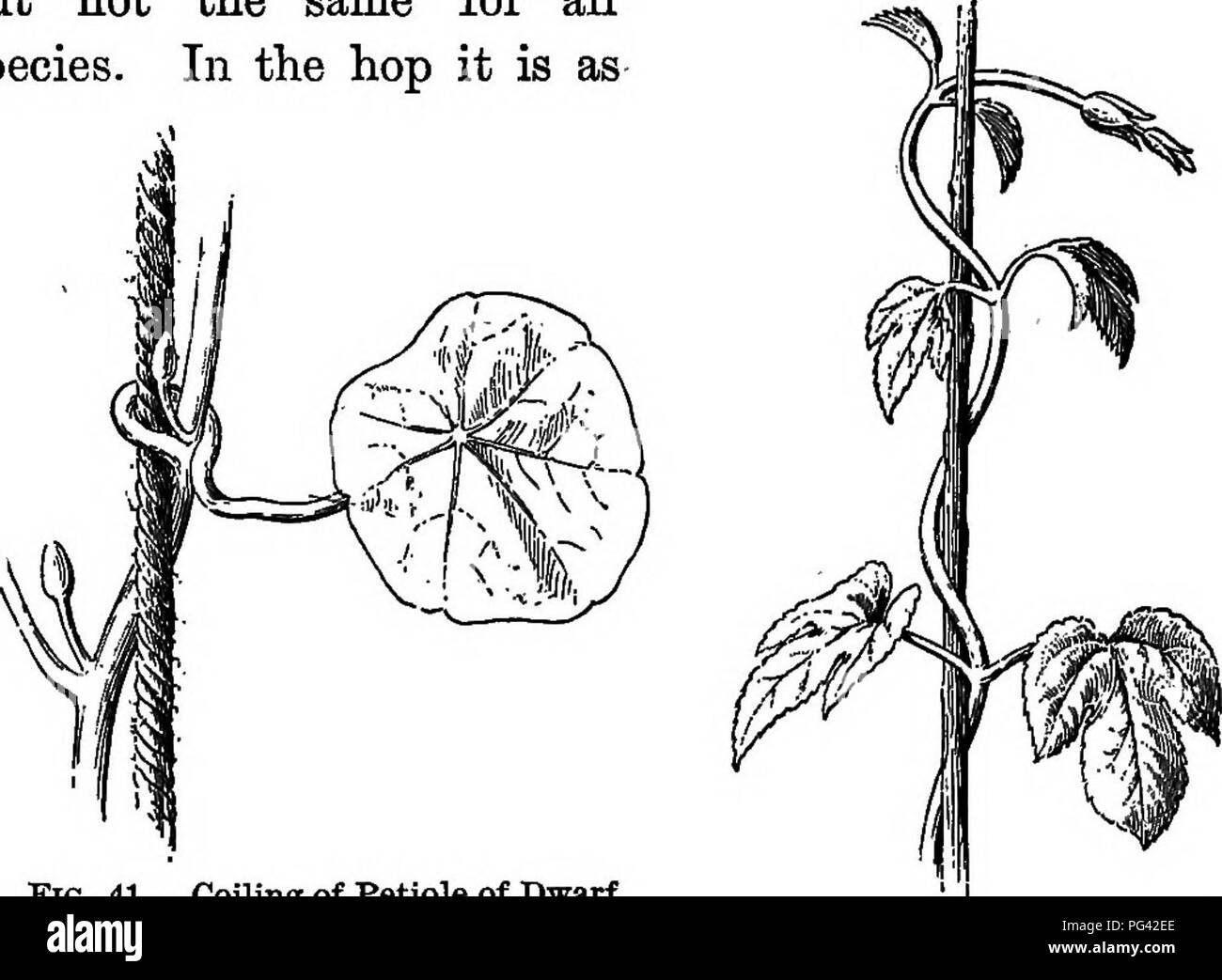 This text on botany discusses the behavior and movement of plant stems ...