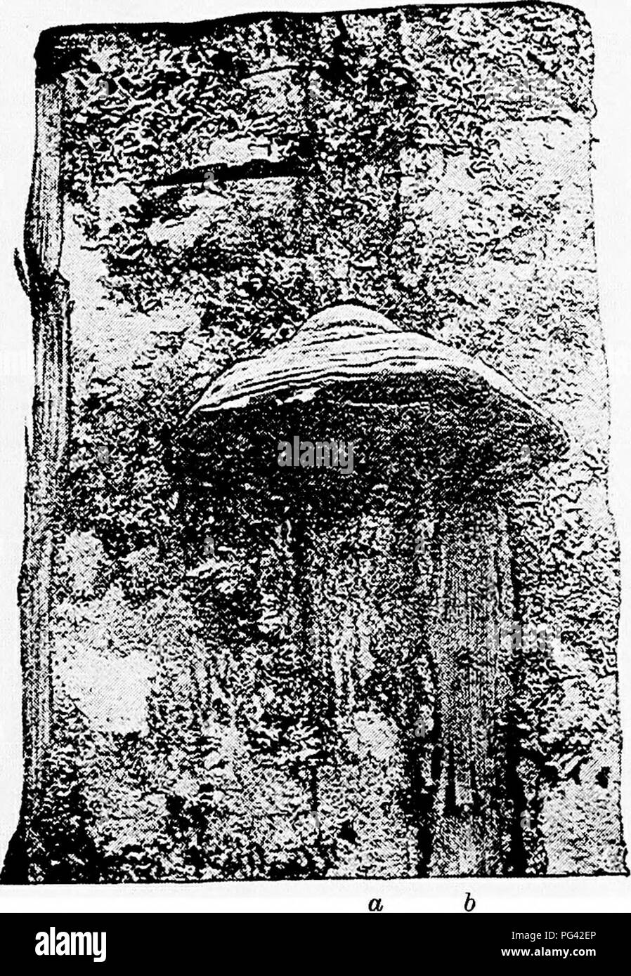 This image illustrates the plant disease caused by the Polyporus fungus ...