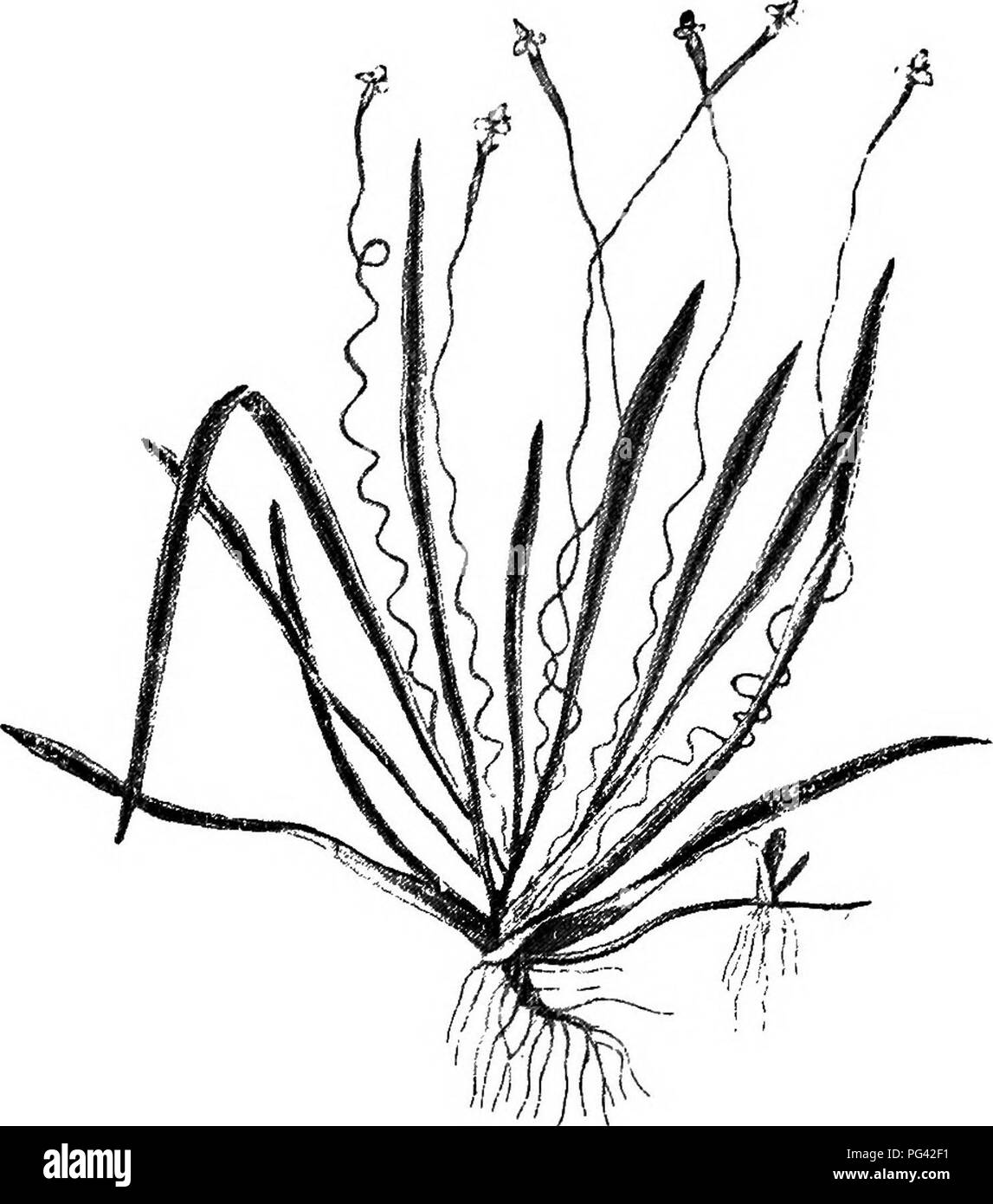 Vallisneria, an aquatic plant native to Southern Europe, is known for ...