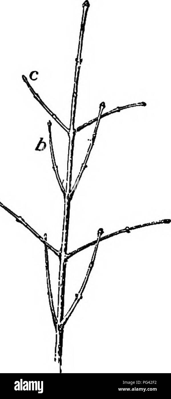 This guide covers essential botanical concepts, such as branching ...