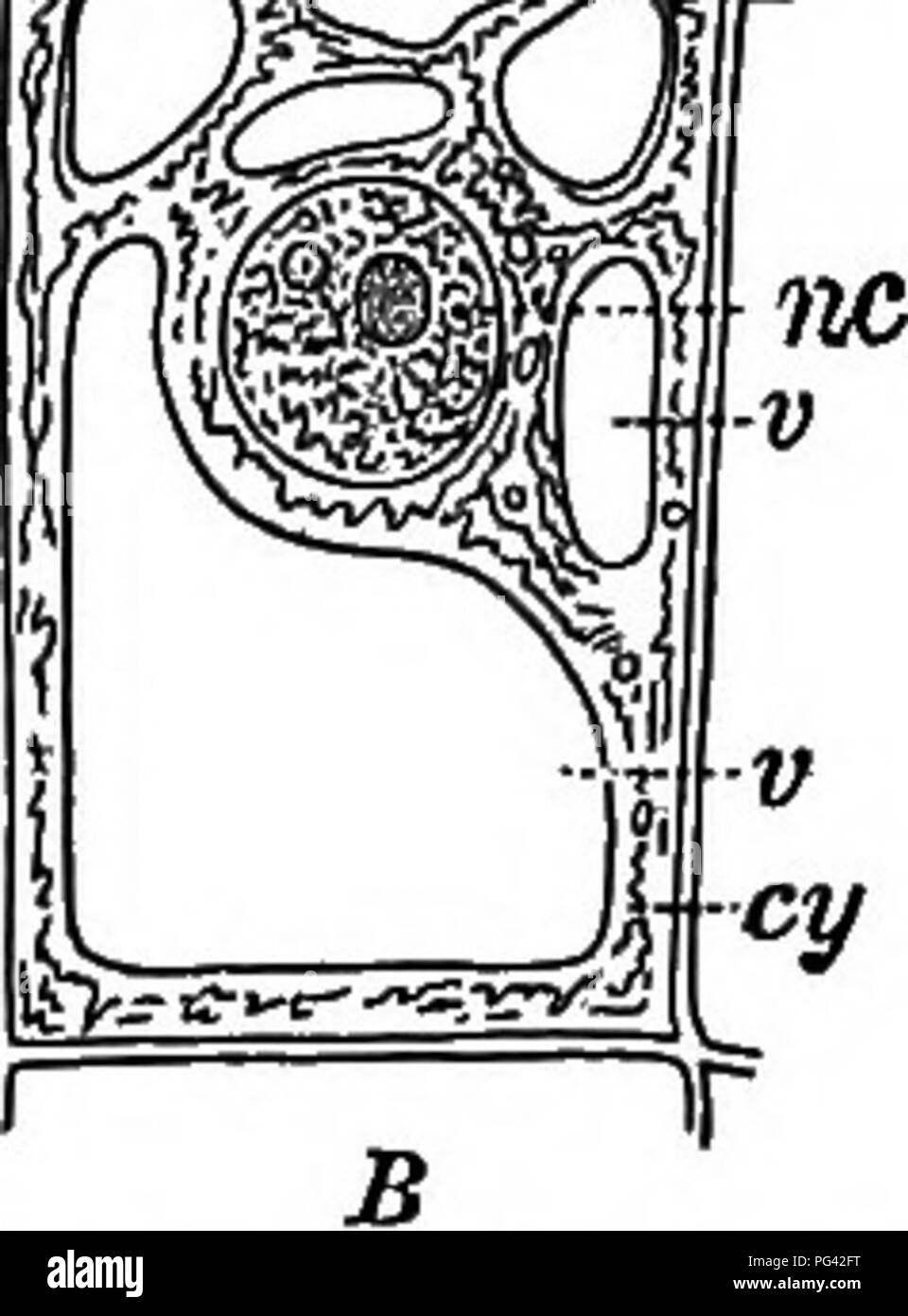 Proto cell hi-res stock photography and images - Alamy