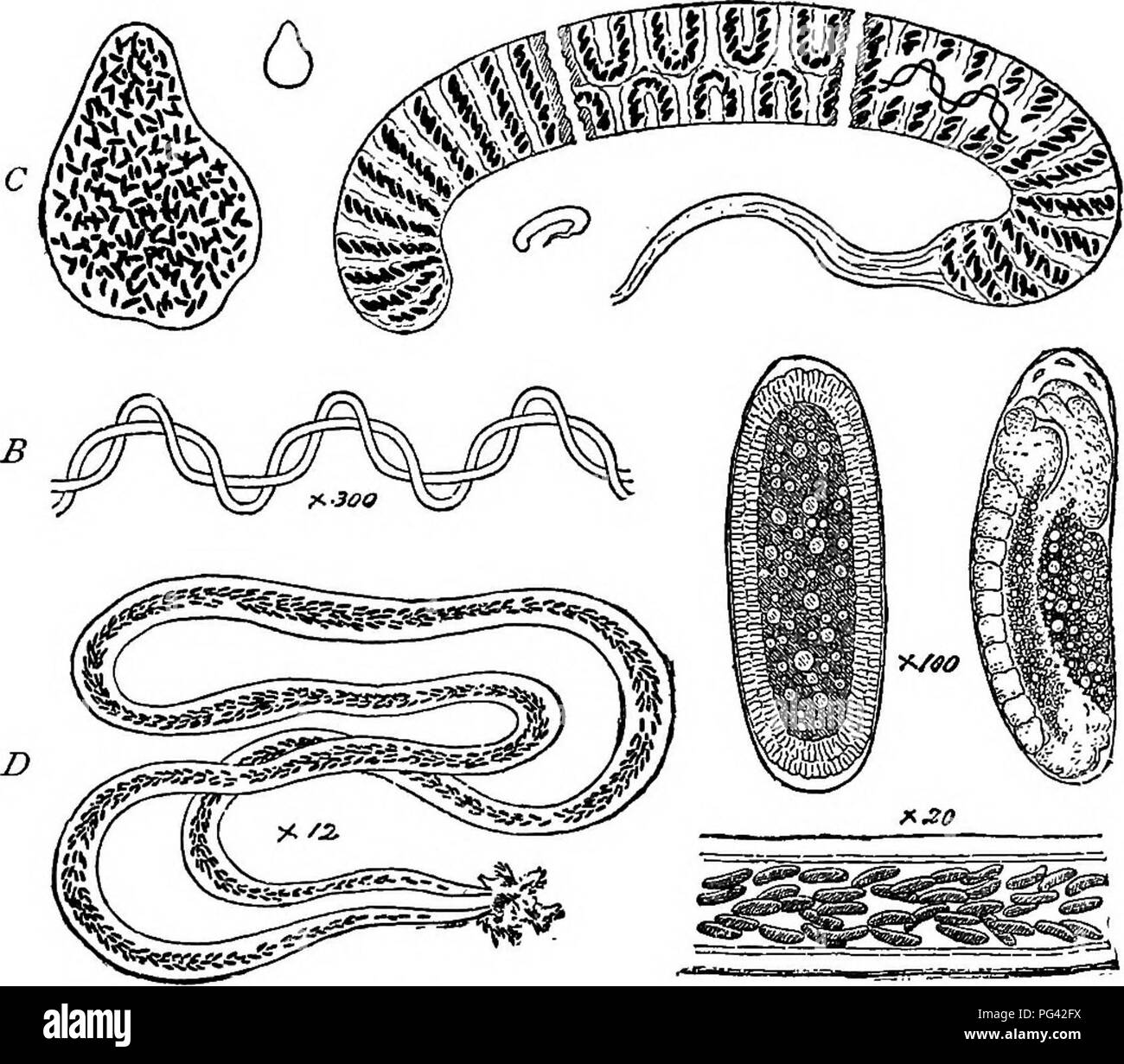 This text introduces the study of economic entomology, detailing the ...
