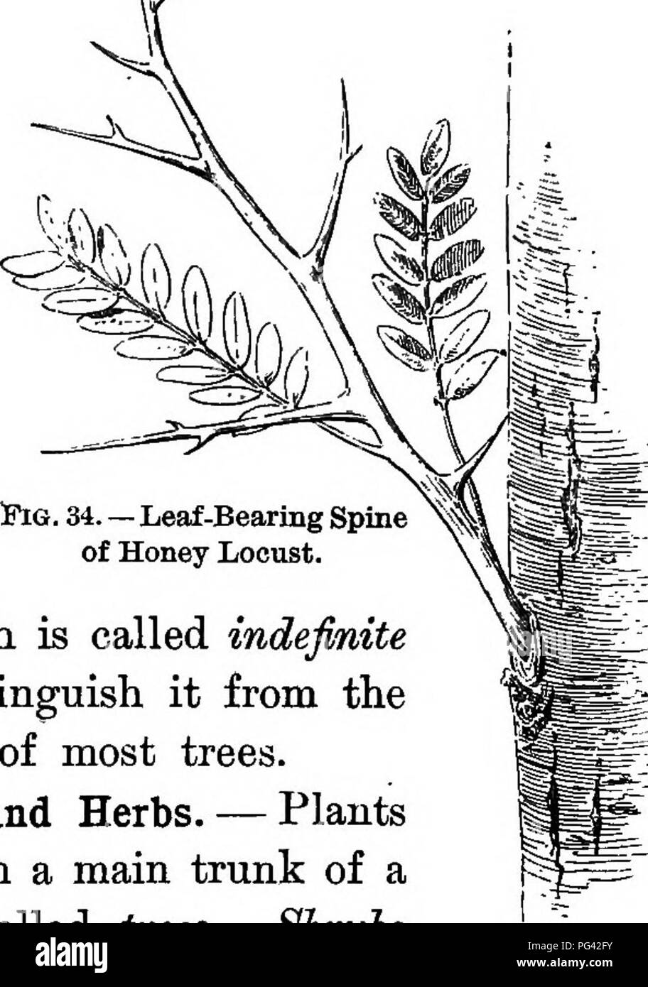 Adventitious buds hi-res stock photography and images - Alamy