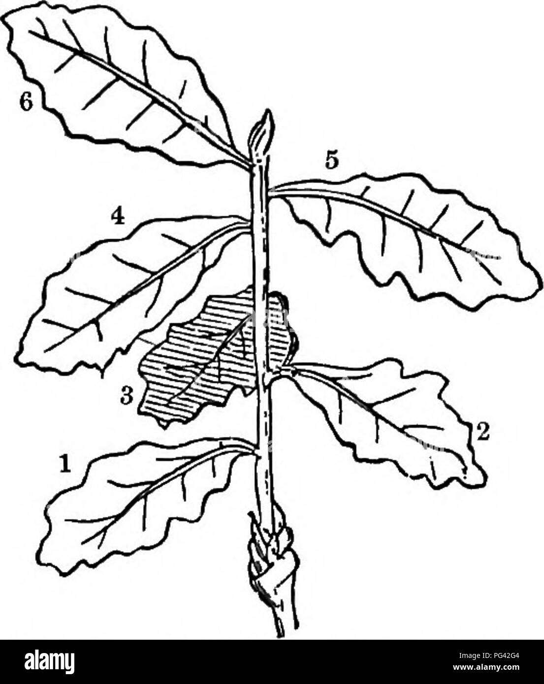 This chapter of botany explores the arrangement of leaves to maximize ...